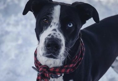 29 Beautiful Border Collie Mixes (With Pictures!)