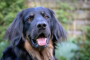 40 Native German Dog Breeds (All Dogs of Germany)