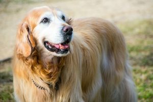 Do Golden Retrievers Shed? - Here's Why They Shed