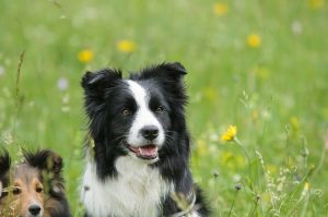 Are Border Collies Smart? - Here's Why They're the Smartest