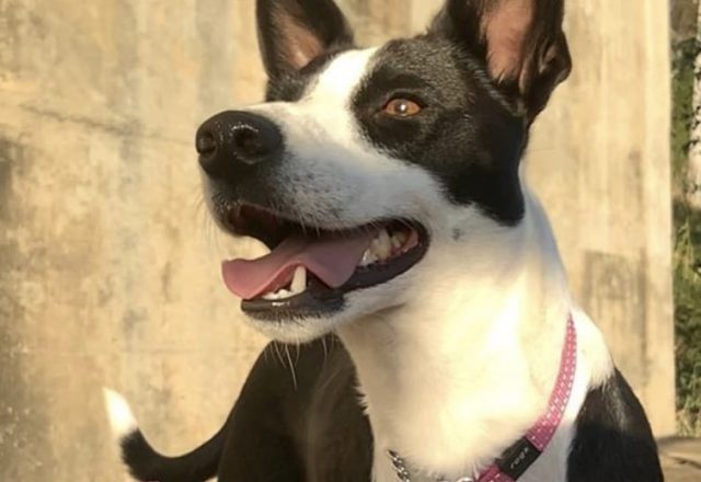 29 Beautiful Border Collie Mixes (With Pictures!)