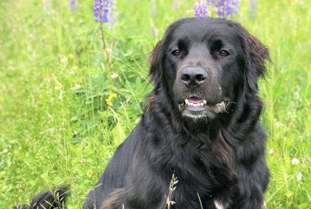29 Beautiful Border Collie Mixes (With Pictures!)