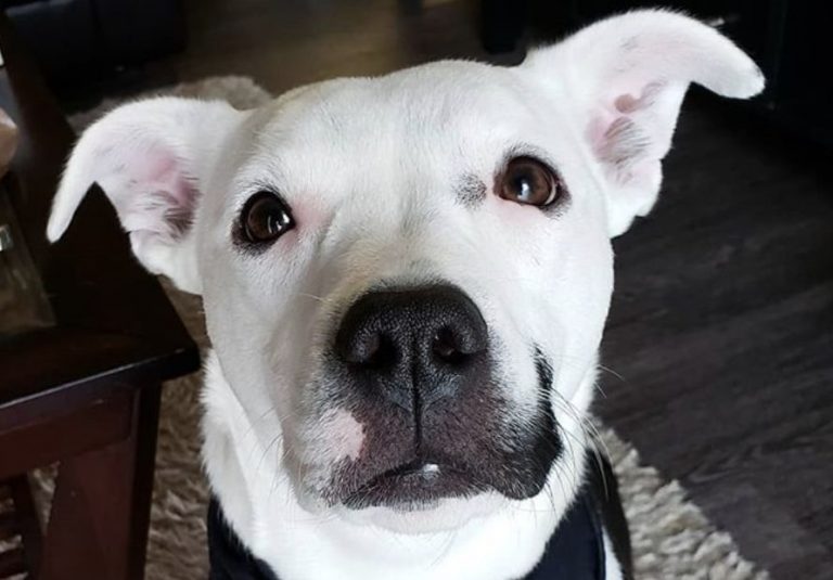 29 Beautiful Border Collie Mixes (With Pictures!)