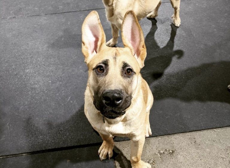 33 Gorgeous German Shepherd Mixes (Best GSD Hybrids)