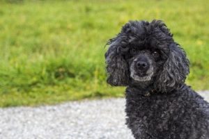 30 Native French Dog Breeds (Best Dogs of France)