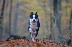 Are Border Collies Smart? - Here's Why They're the Smartest