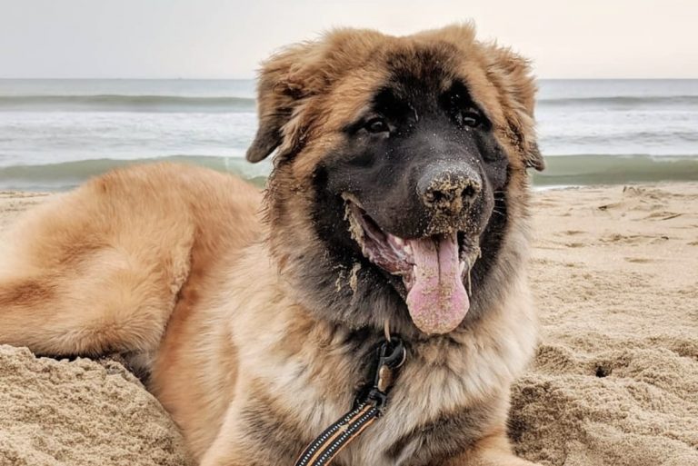 33 Gorgeous German Shepherd Mixes (Best GSD Hybrids)