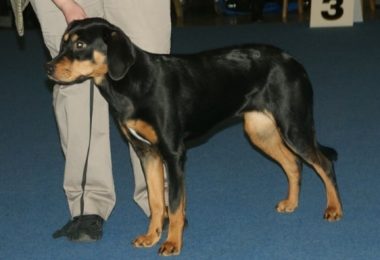 34 Black Dog Breeds - Small, Medium & Big Black Dogs