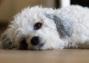 25 Native Russian Dog Breeds (All Dogs of Russia)