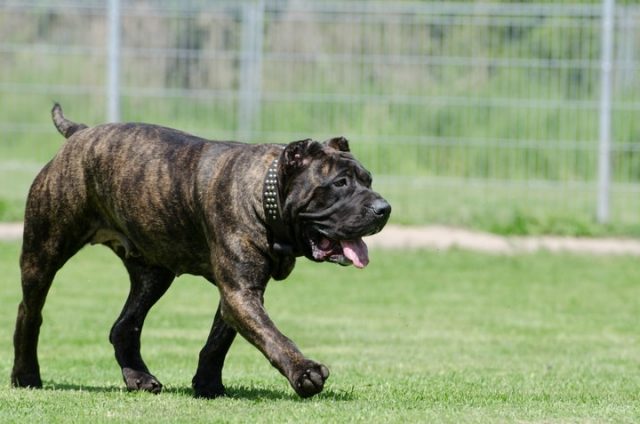 15 Native Italian Dog Breeds (Best Dogs of Italy)