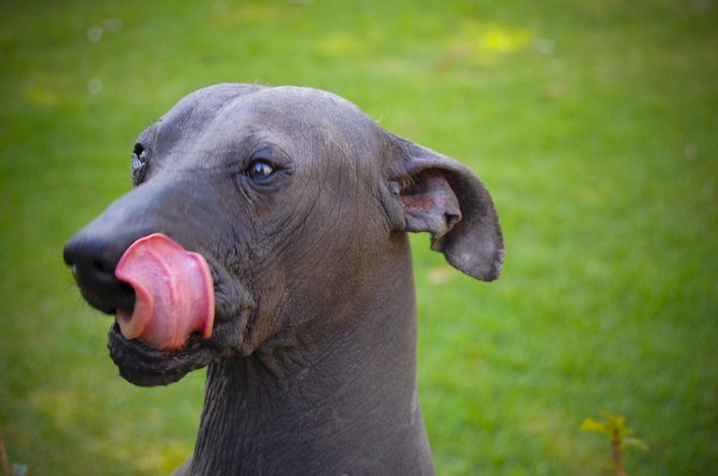 10 Rare Hairless Dog Breeds (All Hairless Dogs)