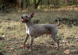10 Rare Hairless Dog Breeds (All Hairless Dogs)