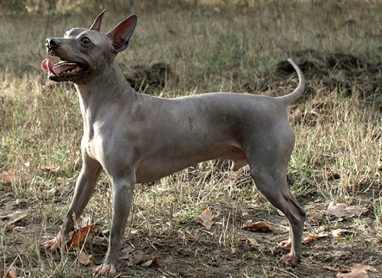 All 65 Small Dog Breeds - Complete List of Small Dogs