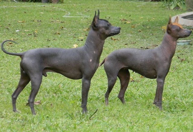 10 Rare Hairless Dog Breeds (All Hairless Dogs)