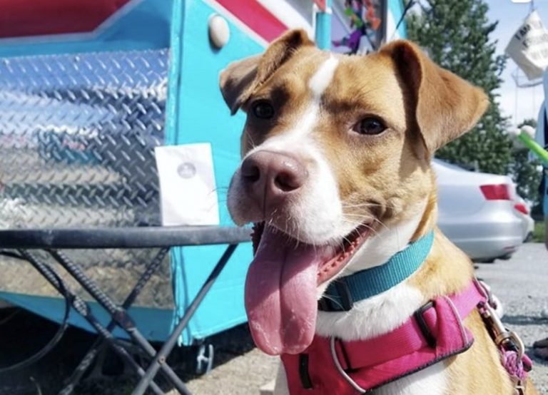 31 Unique Pit Bull Mixes - The Best Pitbull Mix Guide