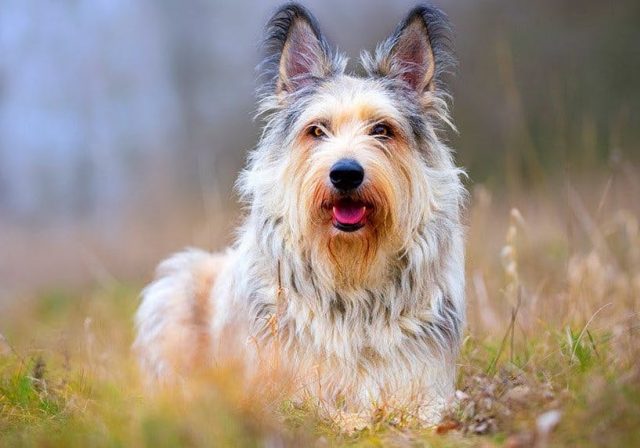 30 Native French Dog Breeds (Best Dogs of France)