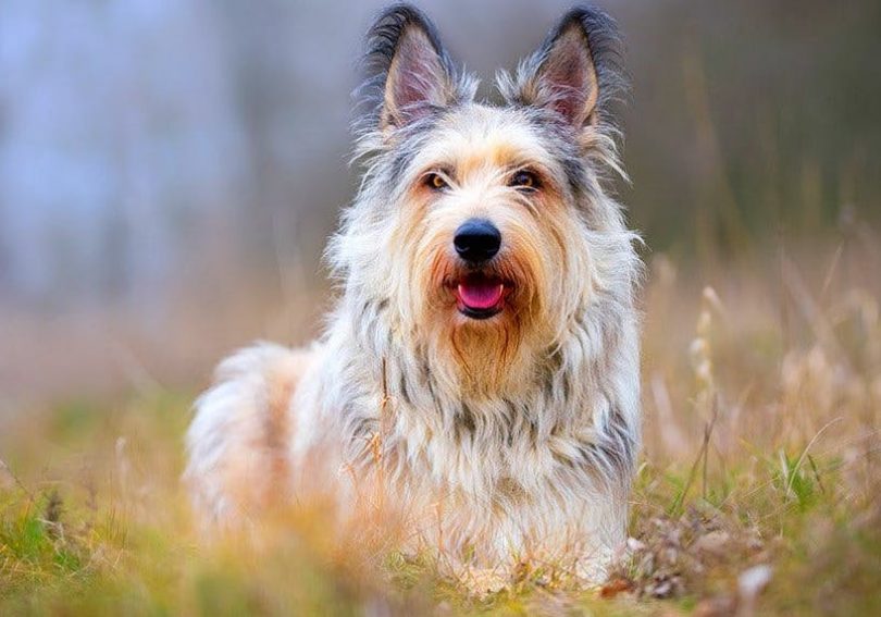 30 Native French Dog Breeds (Best Dogs of France)