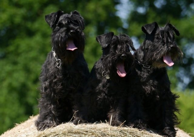 25 Native Russian Dog Breeds (All Dogs of Russia)