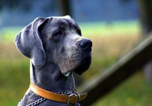 9 Most Popular Dog Colors: Markings, Patterns & Coats