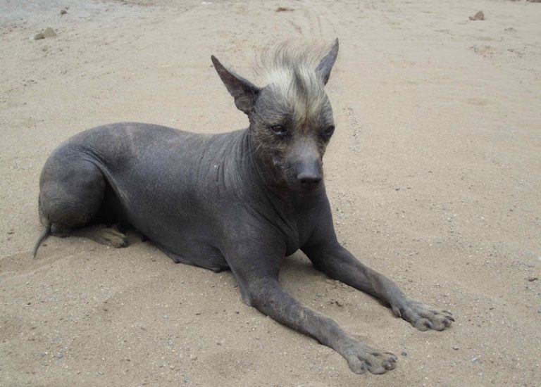10 Rare Hairless Dog Breeds (All Hairless Dogs)