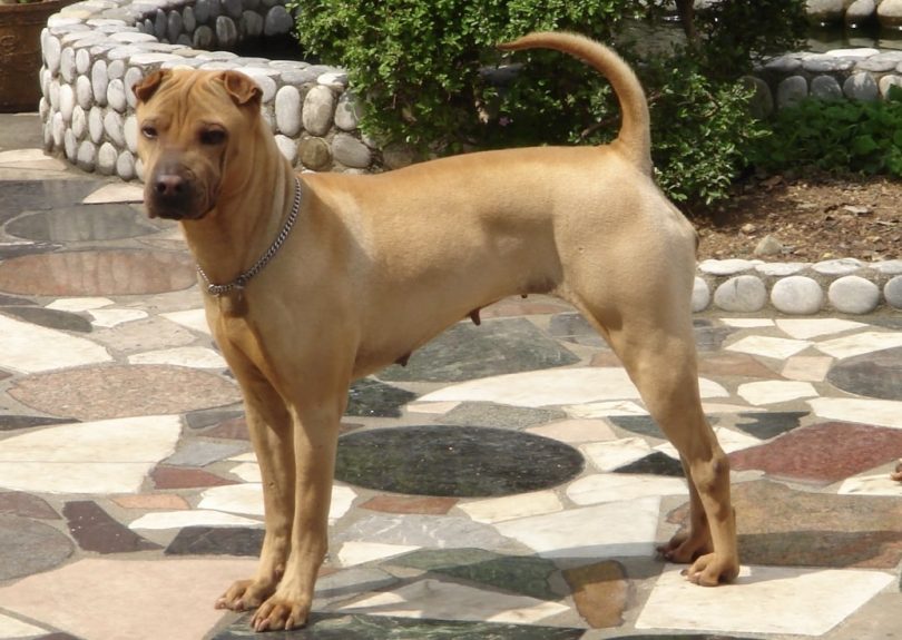 21 Chinese Dog Breeds: Small, Medium, Big Chinese Dogs