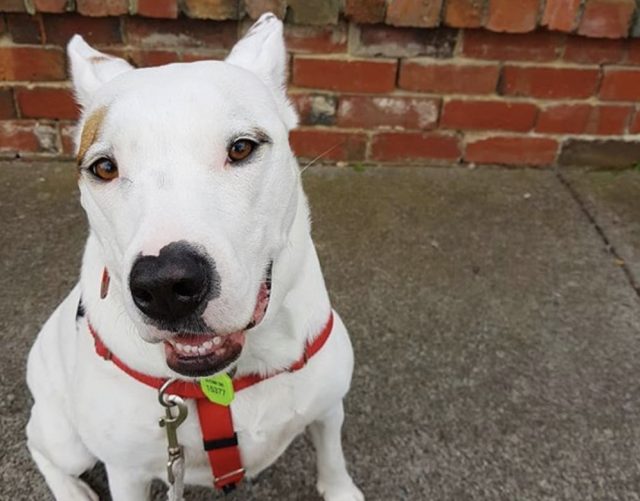 12 Native Australian Dog Breeds (All Dogs of Australia)