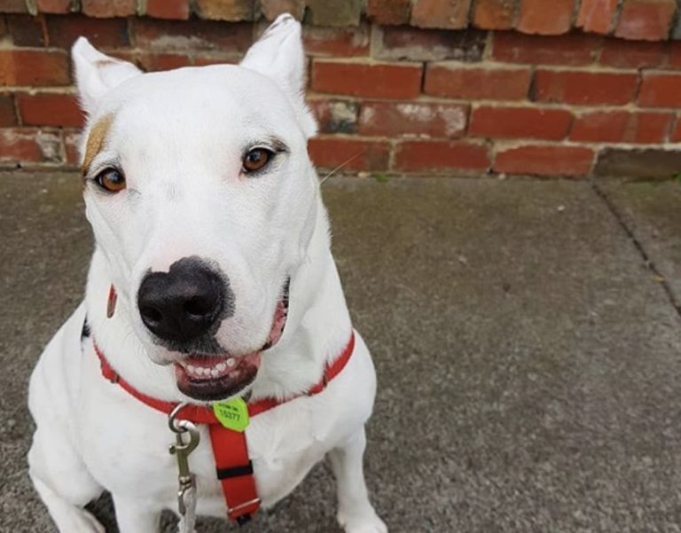 12 Native Australian Dog Breeds (All Dogs of Australia)