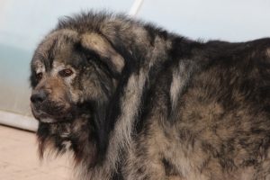 25 Native Russian Dog Breeds (All Dogs From Russia)
