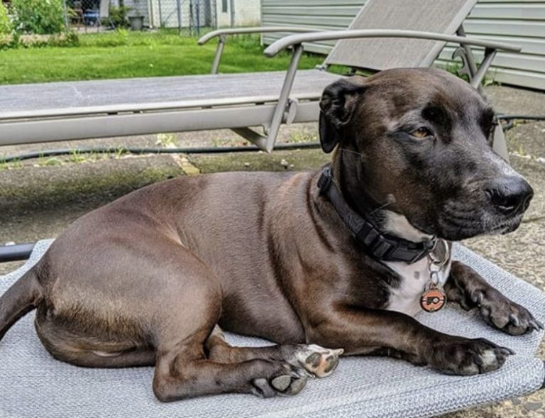 31 Unique Pit Bull Mixes - The Best Pitbull Mix Guide