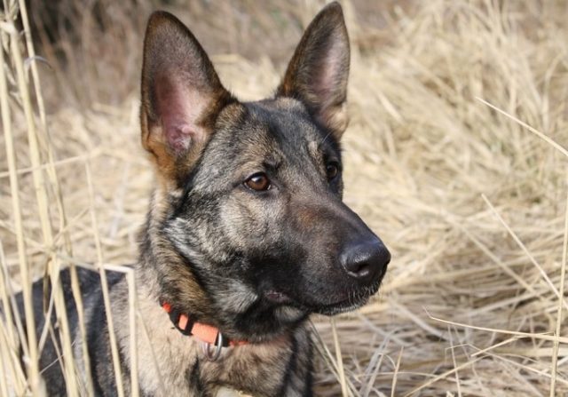 25 Native Russian Dog Breeds (All Dogs of Russia)