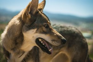 25 Native Russian Dog Breeds (All Dogs of Russia)