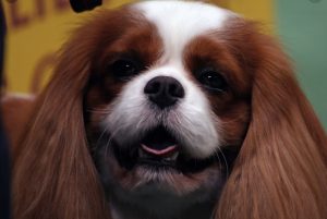 All 65 Small Dog Breeds - Complete List of Small Dogs