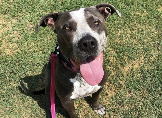 31 Unique Pit Bull Mixes - The Best Pitbull Mix Guide