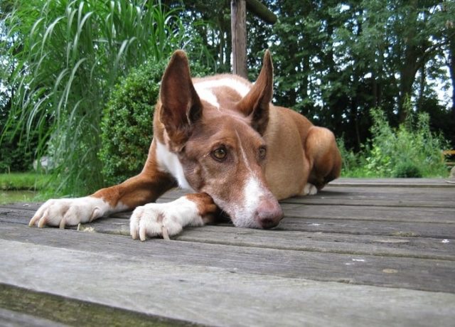 45 Most Expensive Dog Breeds (The Insane Prices of Dogs)