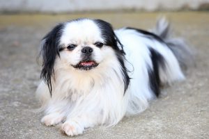 21 Chinese Dog Breeds: Small, Medium, Big Chinese Dogs