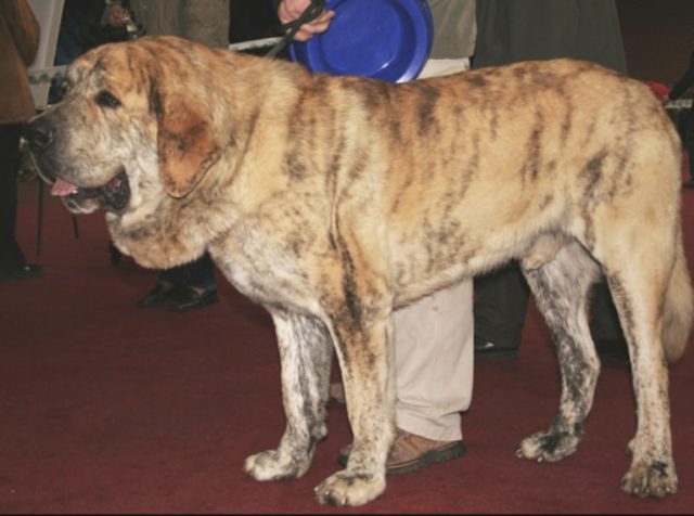 21 Native Indian Dog Breeds (All Dogs From India)