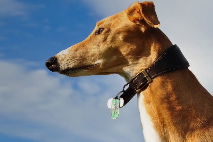 21 Native Indian Dog Breeds (All Dogs From India)