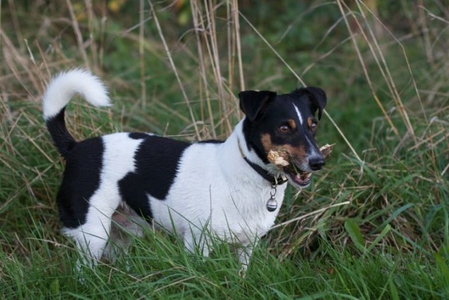 12 Native Australian Dog Breeds (All Dogs of Australia)
