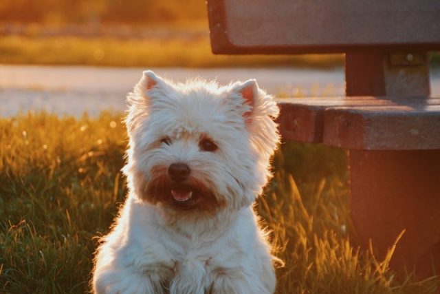 All 65 Small Dog Breeds - Complete List of Small Dogs