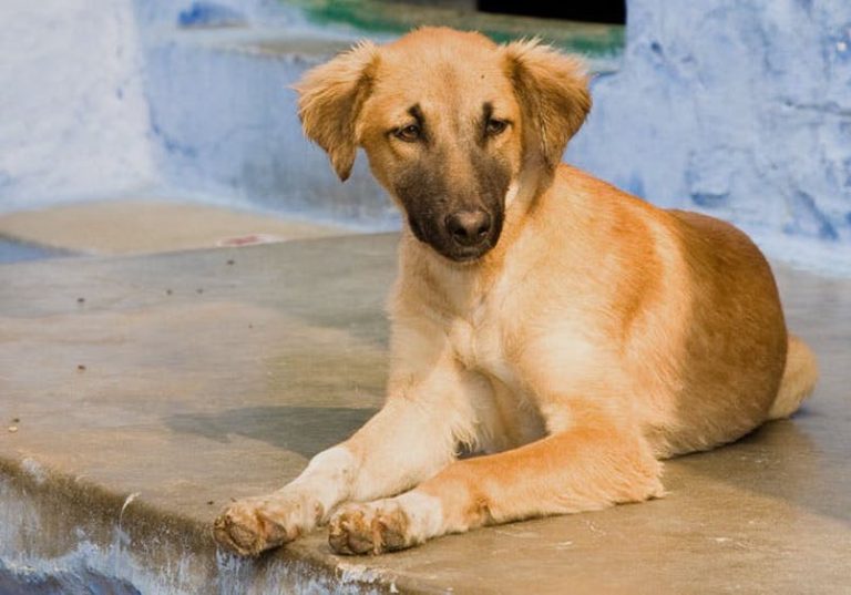 21 Native Indian Dog Breeds (All Dogs From India)