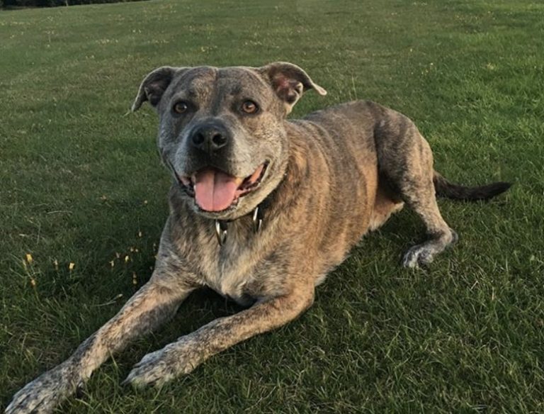 31 Unique Pit Bull Mixes - The Best Pitbull Mix Guide