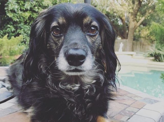 40 Dashing Dachshund Mixes - The Best Doxie Mix Guide