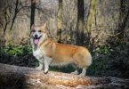 Do Corgis Bark? - Why They Bark & How to Stop It