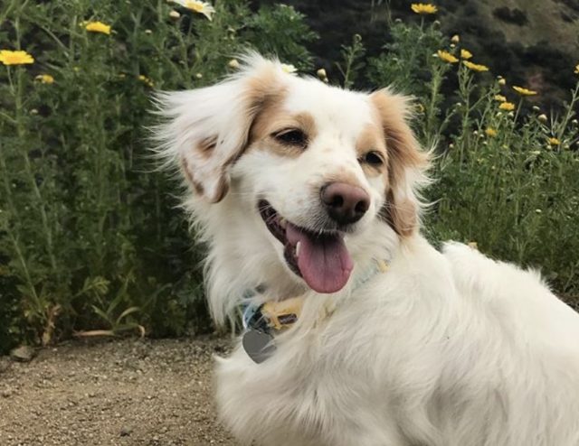 40 Dashing Dachshund Mixes - The Best Doxie Mix Guide