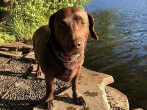 40 Dashing Dachshund Mixes - The Best Doxie Mix Guide