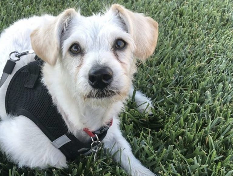 29 Marvelous Maltese Mixes (Best Maltese Hybrids)