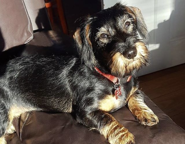 40 Dashing Dachshund Mixes - The Best Doxie Mix Guide