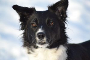 25 Native Russian Dog Breeds (All Dogs of Russia)