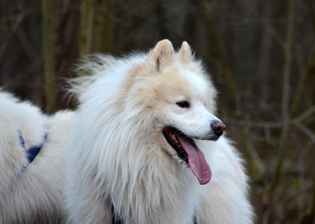 22 Spitz Dog Breeds - A Guide to Best Spitz Dogs