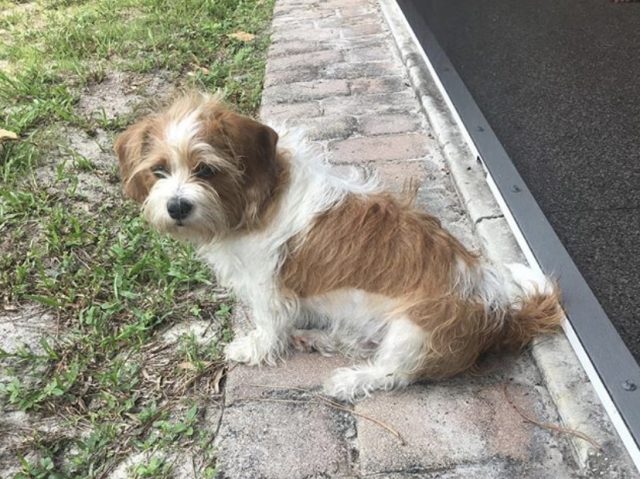 40 Dashing Dachshund Mixes - The Best Doxie Mix Guide